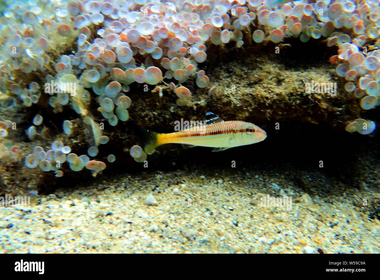 Freckled colorful goatfish - (Upeneus tragula Stock Photo - Alamy