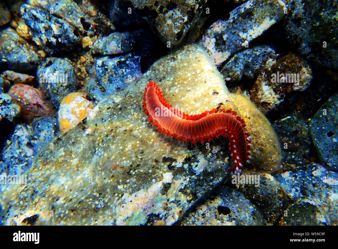 Red Mediterranean Fireworm - Hermodice carunculata Stock Photo - Alamy