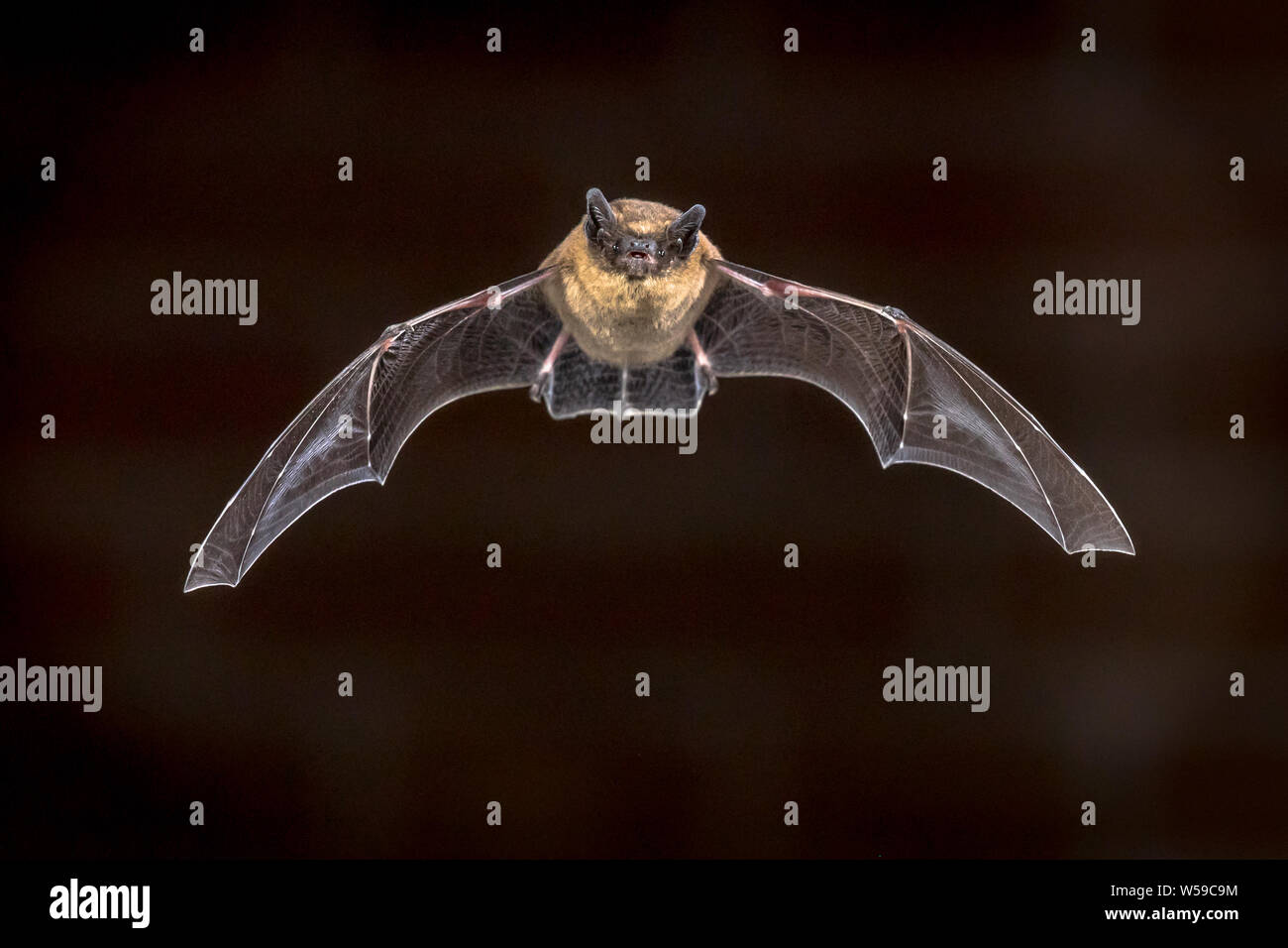 Pipistrelle bat (Pipistrellus pipistrellus) flying on attic of house in ...