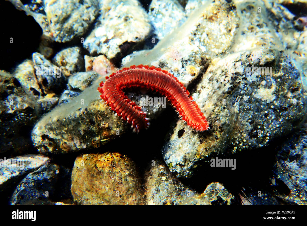 Red Mediterranean Fireworm - Hermodice carunculata Stock Photo - Alamy