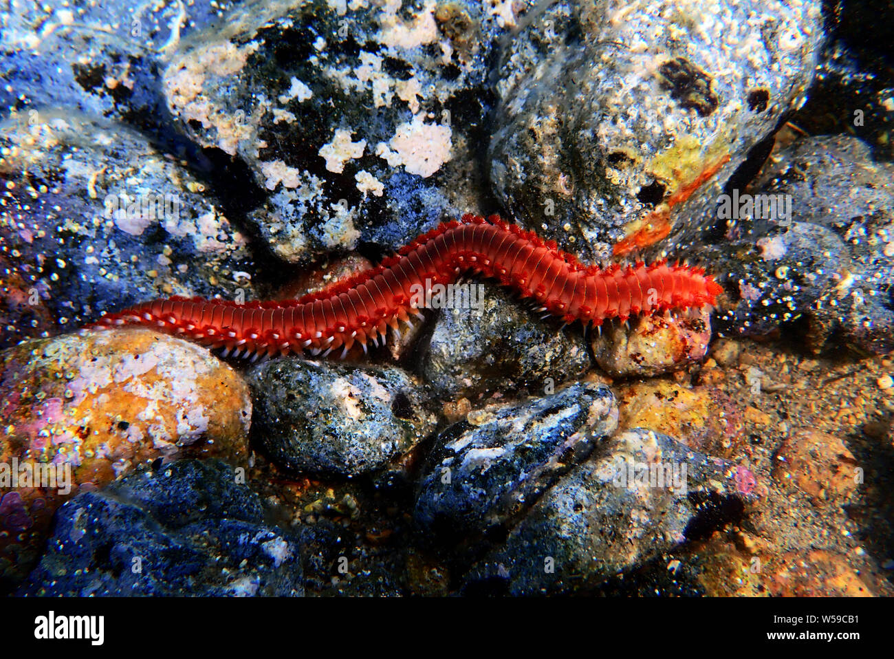 Red Mediterranean Fireworm - Hermodice carunculata Stock Photo - Alamy
