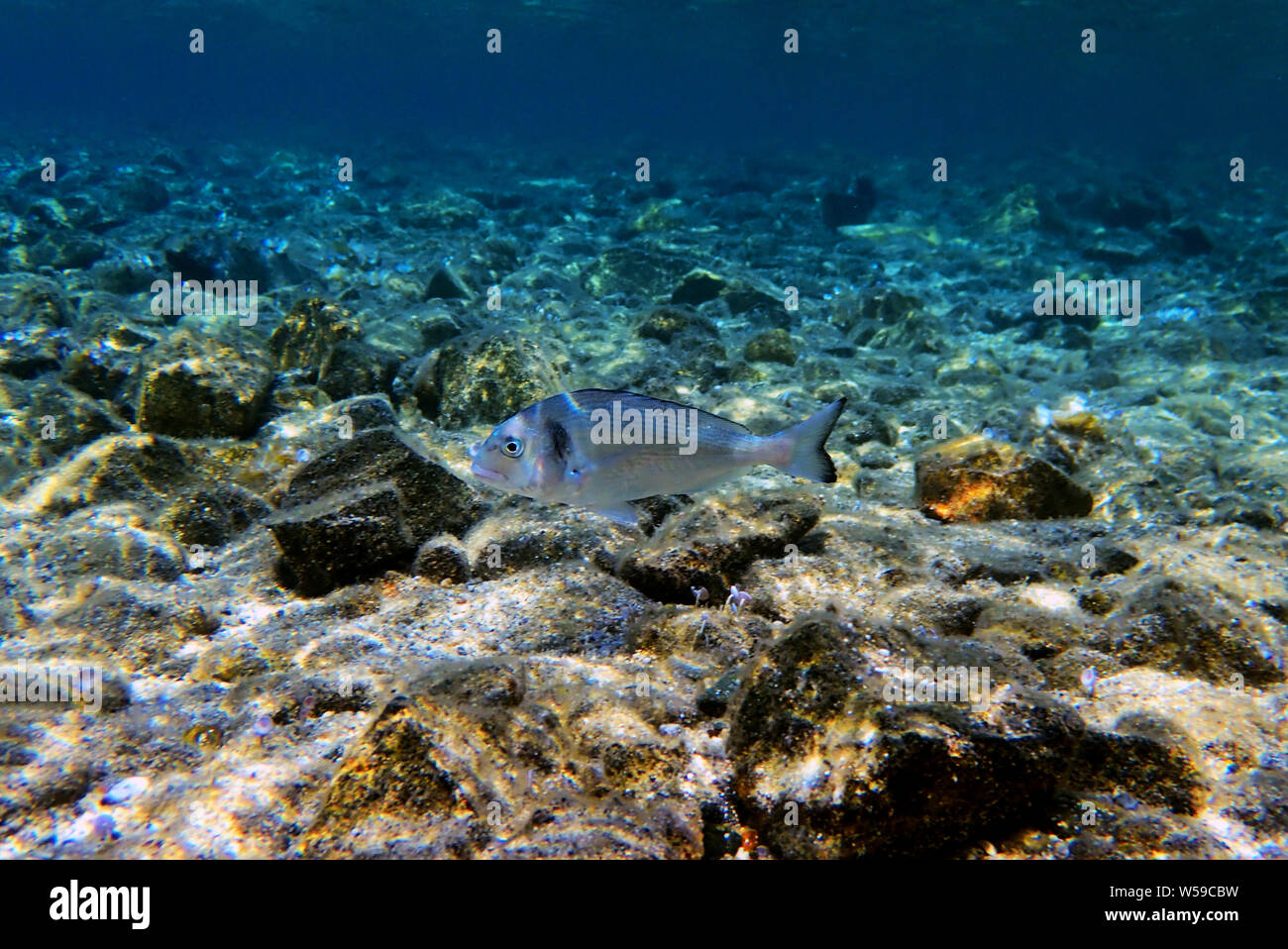 School gilt head sea bream sparus hi-res stock photography and images ...