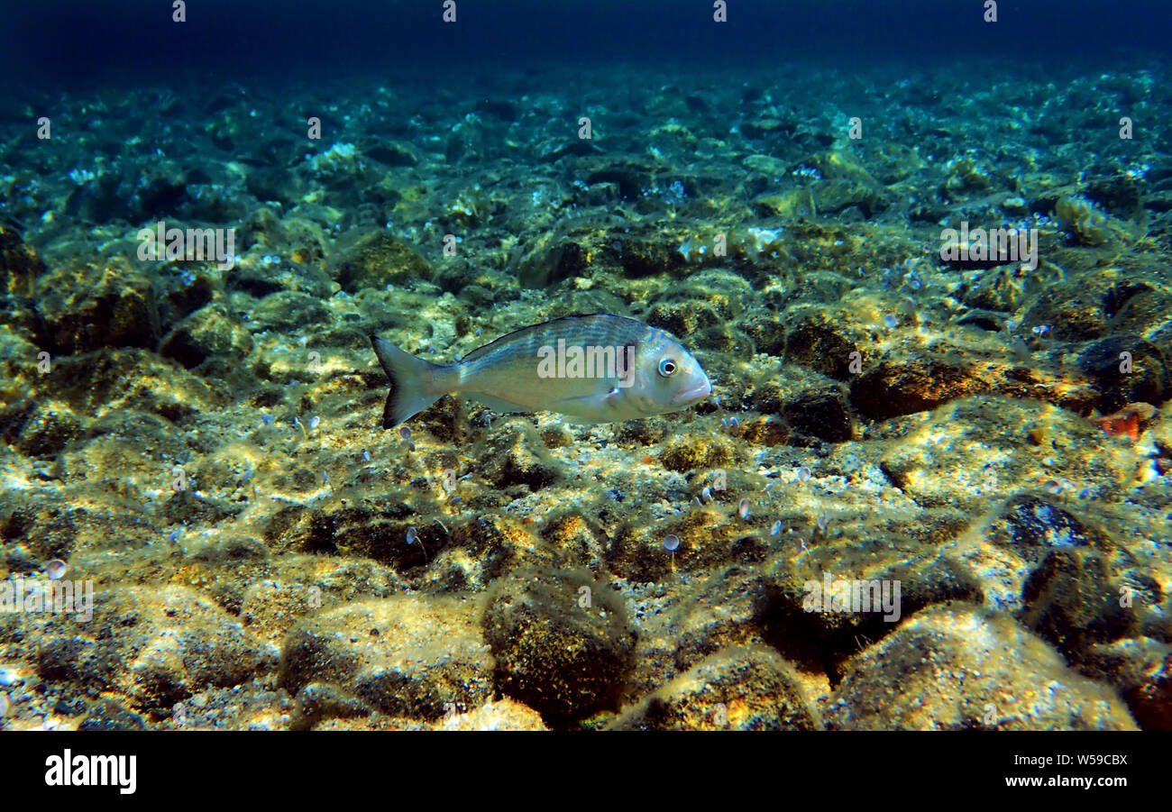 School gilt head sea bream sparus hi-res stock photography and images ...
