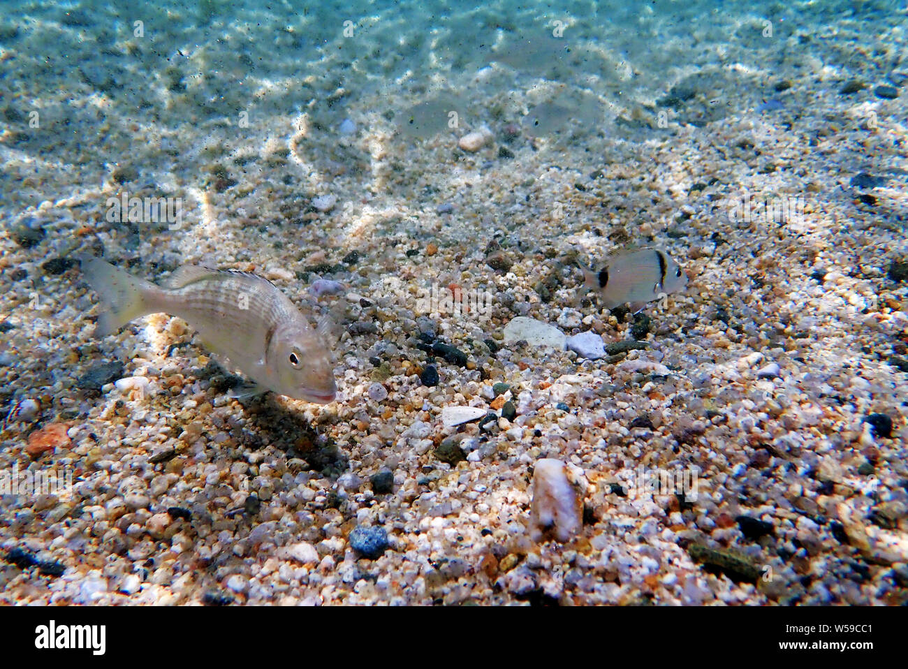 Fish undersea hi-res stock photography and images - Alamy