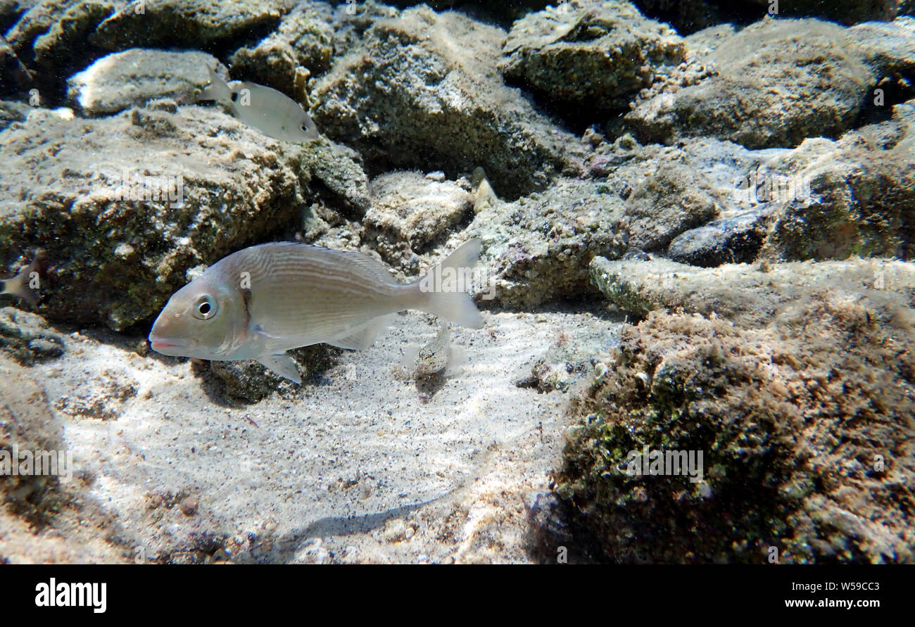 Fish undersea hi-res stock photography and images - Alamy