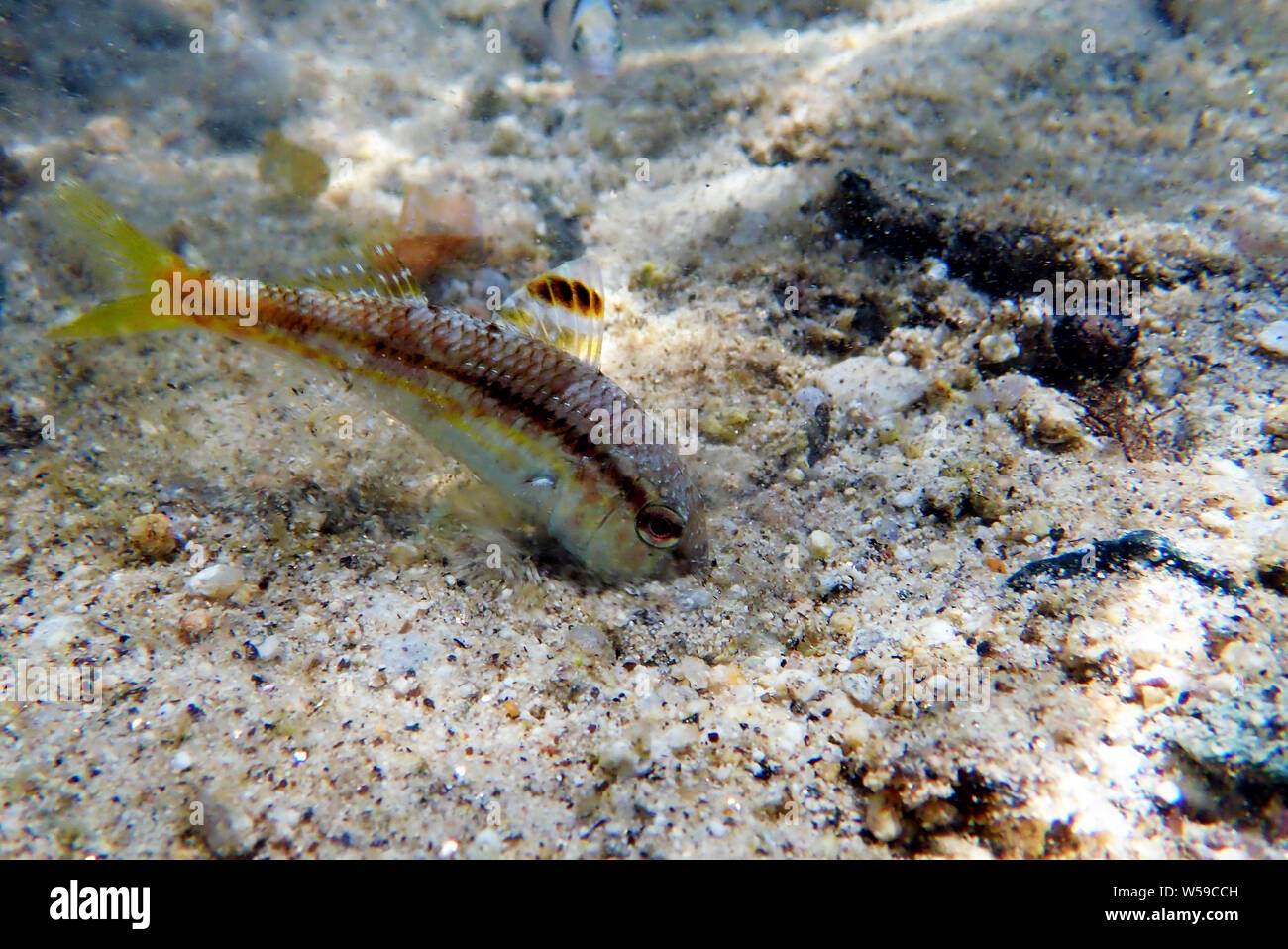 Freckled colorful goatfish - (Upeneus tragula Stock Photo - Alamy