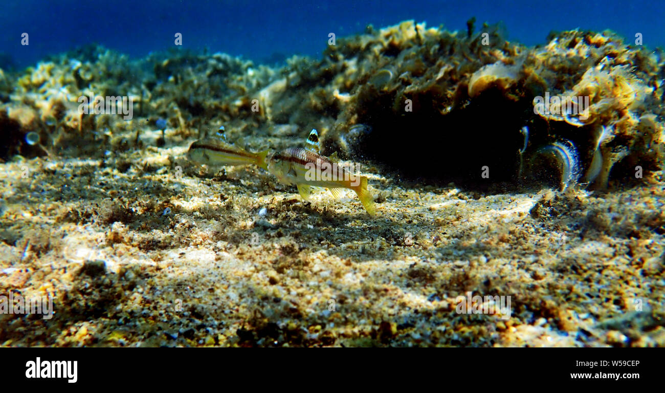 Freckled colorful goatfish - (Upeneus tragula Stock Photo - Alamy