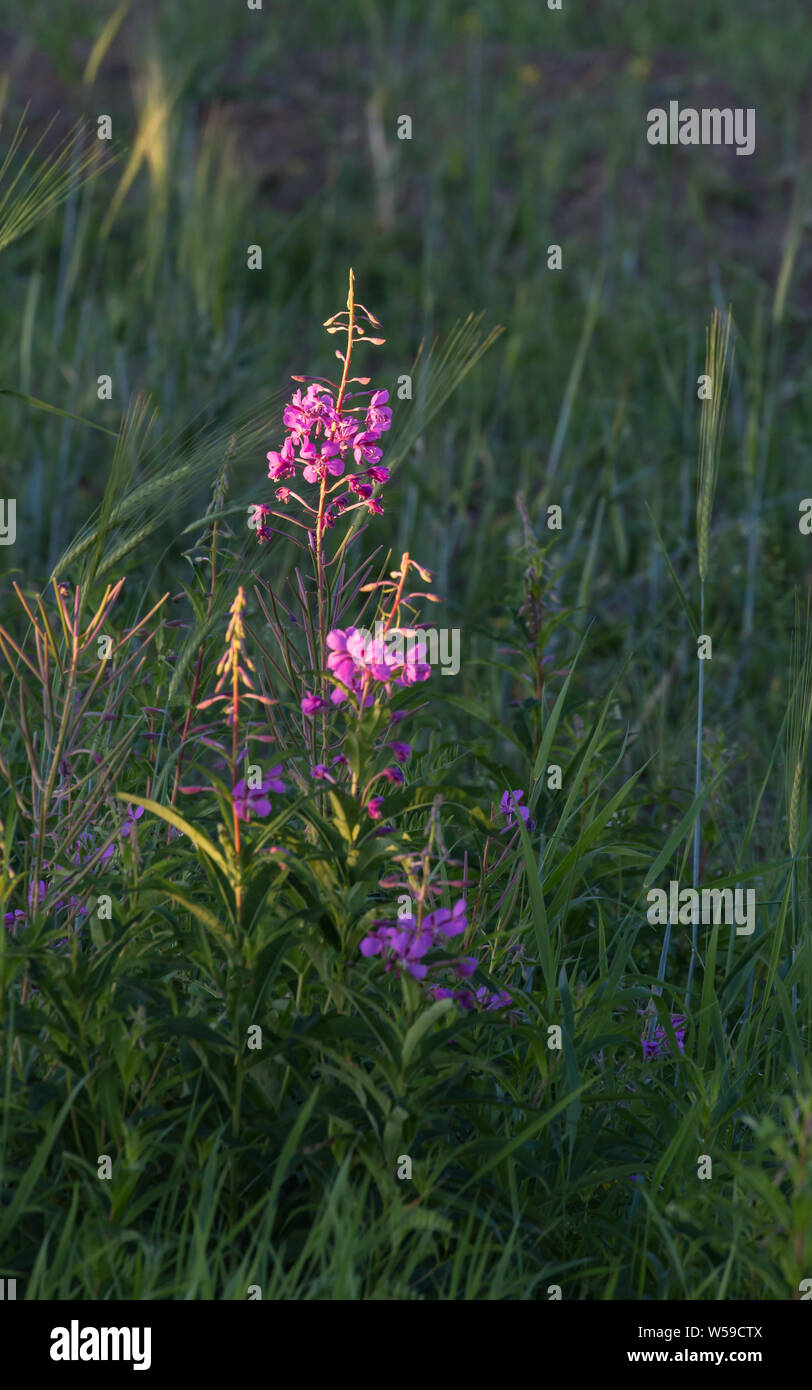 Wild Alaskan Fireweed Stock Photo - Alamy