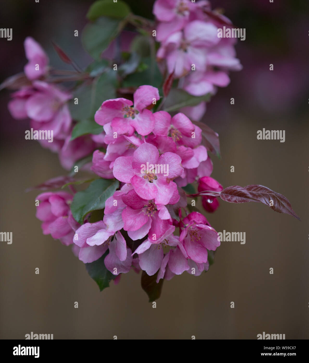Pink Flowering Crabapple Tree Stock Photo - Alamy