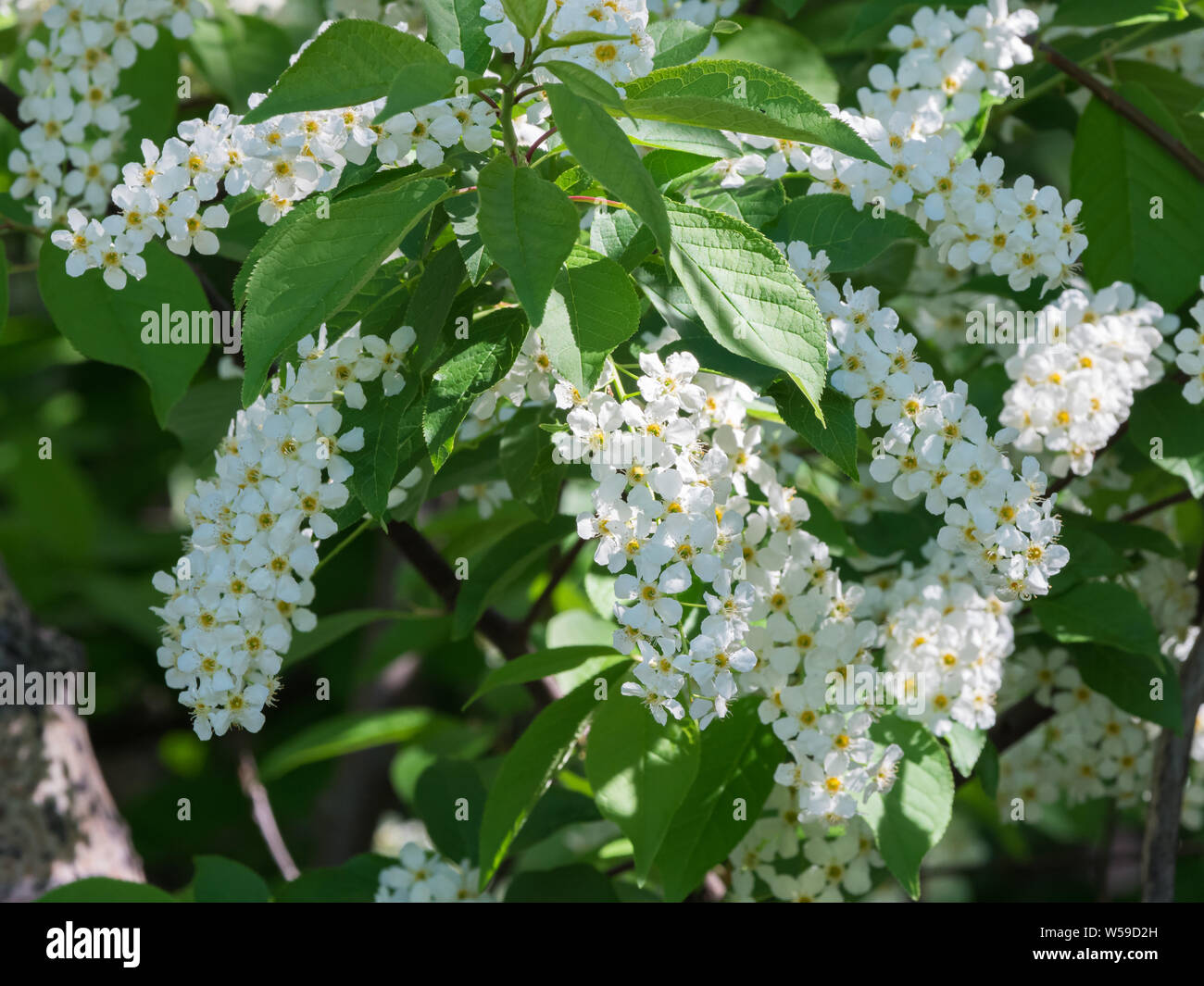 Prunus virginiana hi-res stock photography and images - Alamy