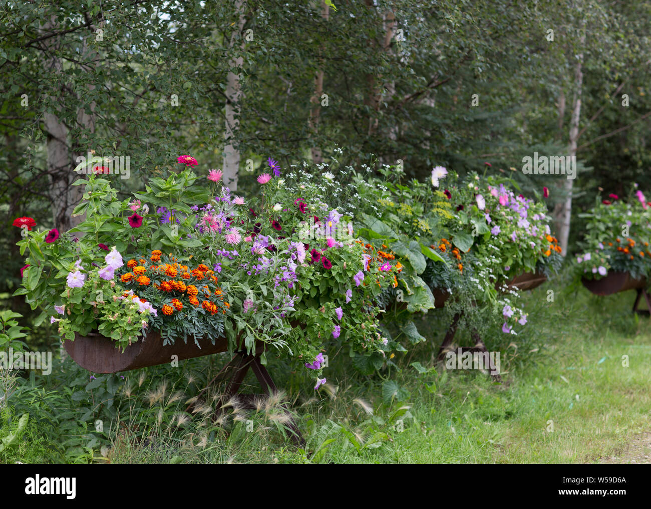 Summer Container Flower Garden Stock Photo - Alamy