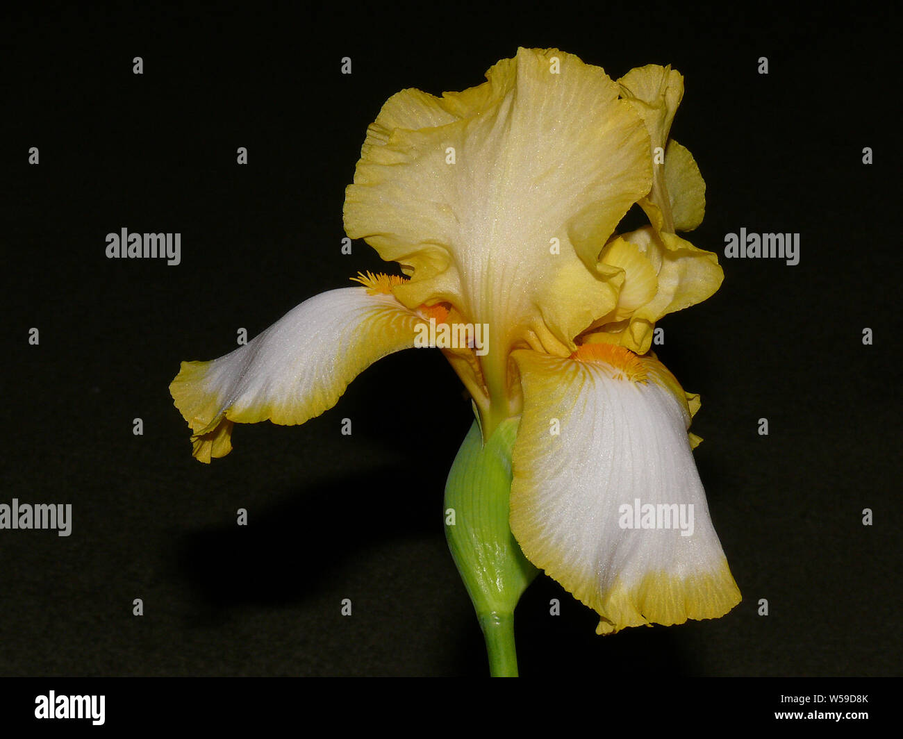 Yellow Iris Portrait Stock Photo - Alamy