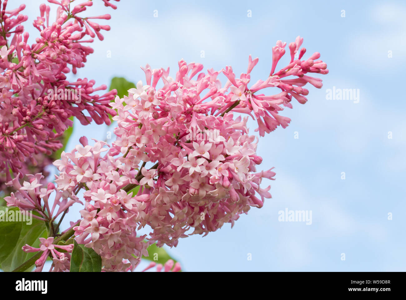 Common summer lilac hi-res stock photography and images - Alamy