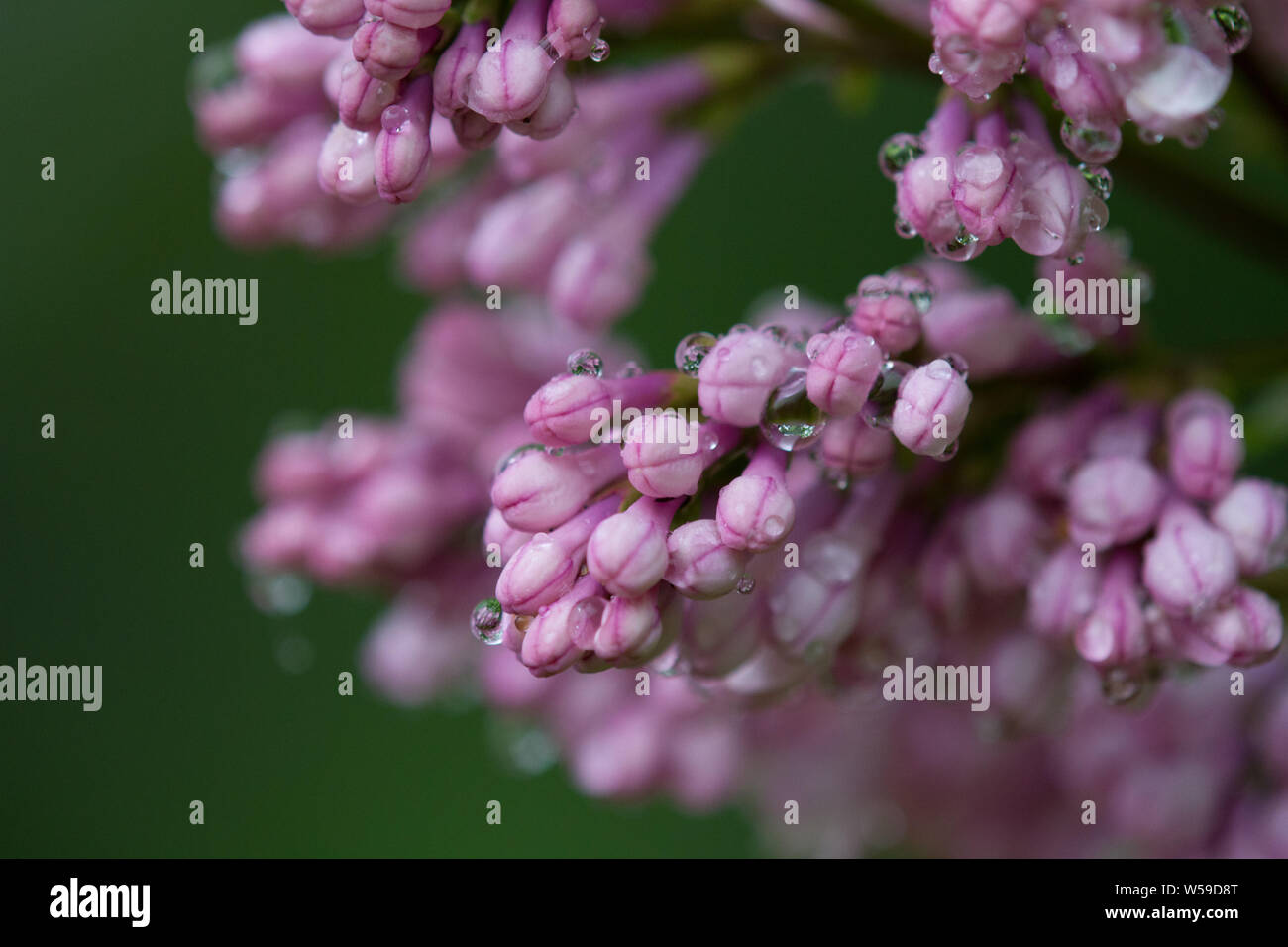 Pink garden texture hi-res stock photography and images - Alamy