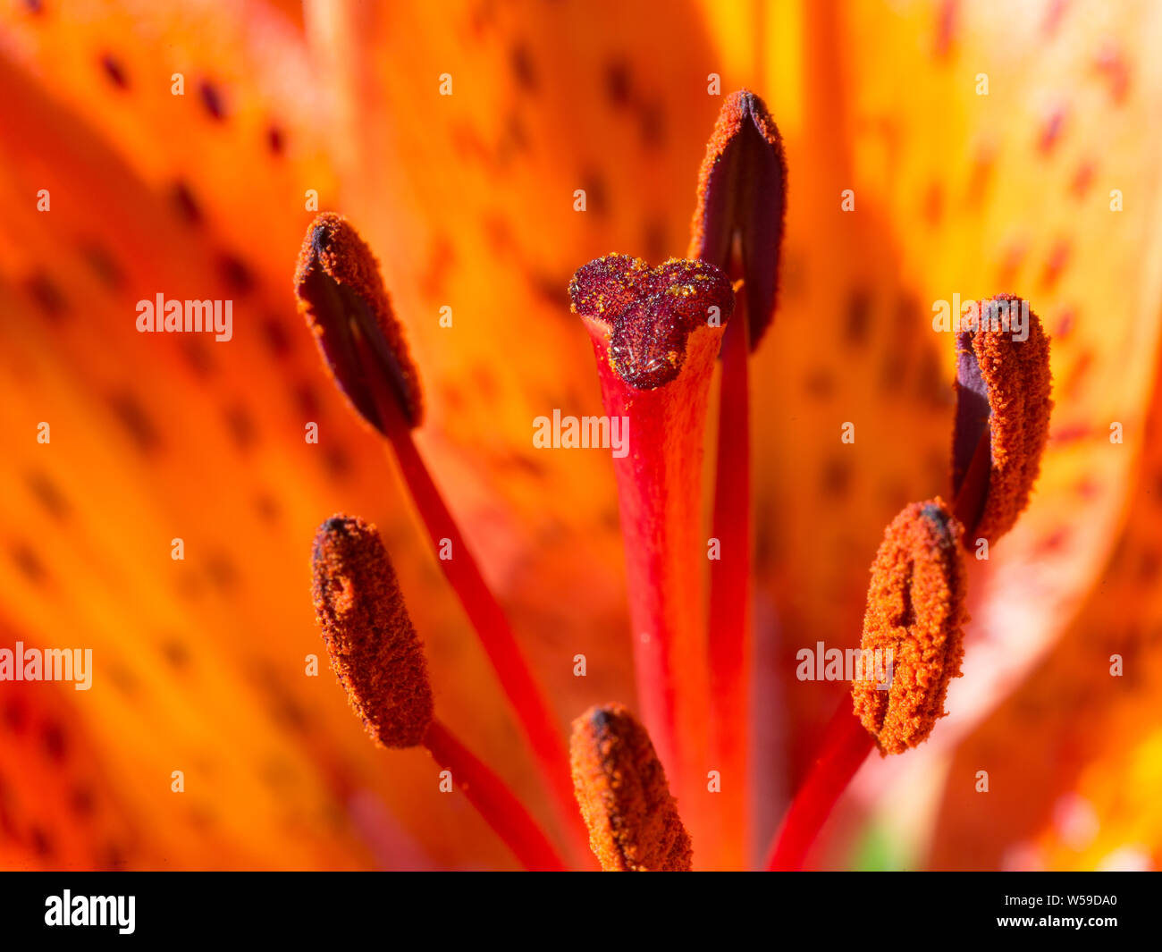 Lily macro hi-res stock photography and images - Alamy