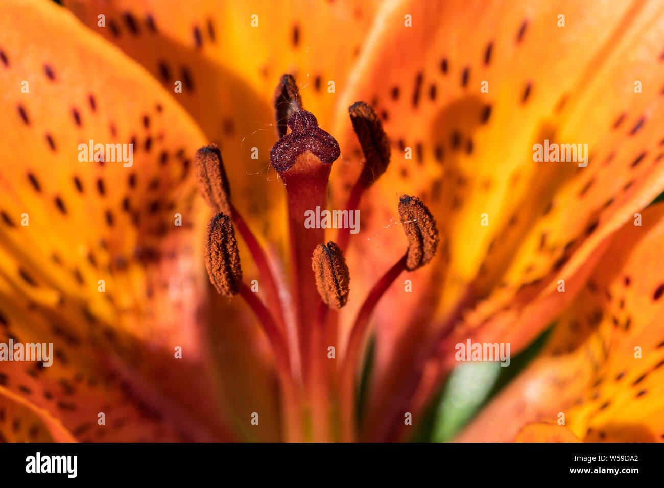 Lily macro hi-res stock photography and images - Alamy