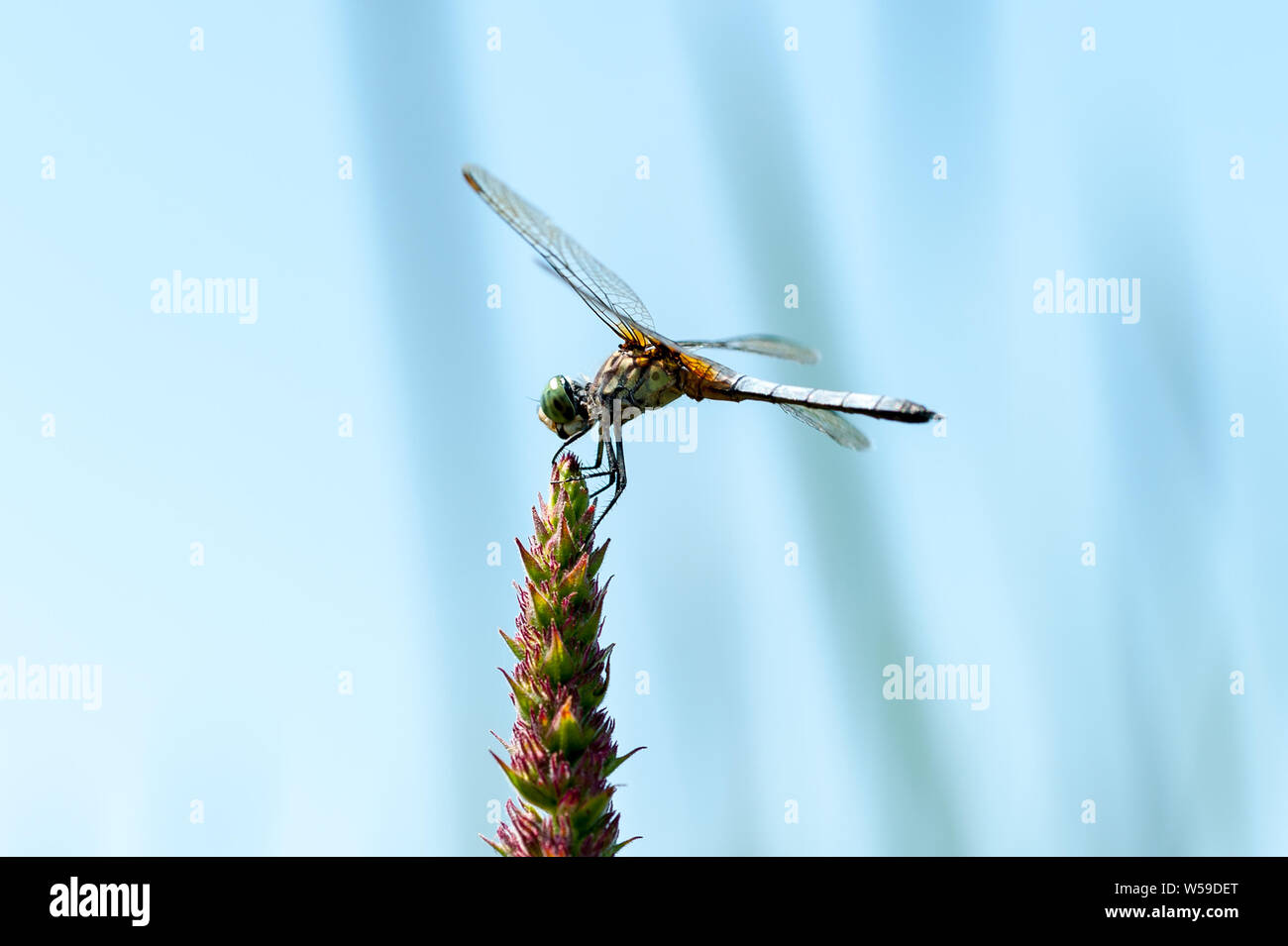 Closeup side-view of a dragonfly holding onto the very tip of a plant ...