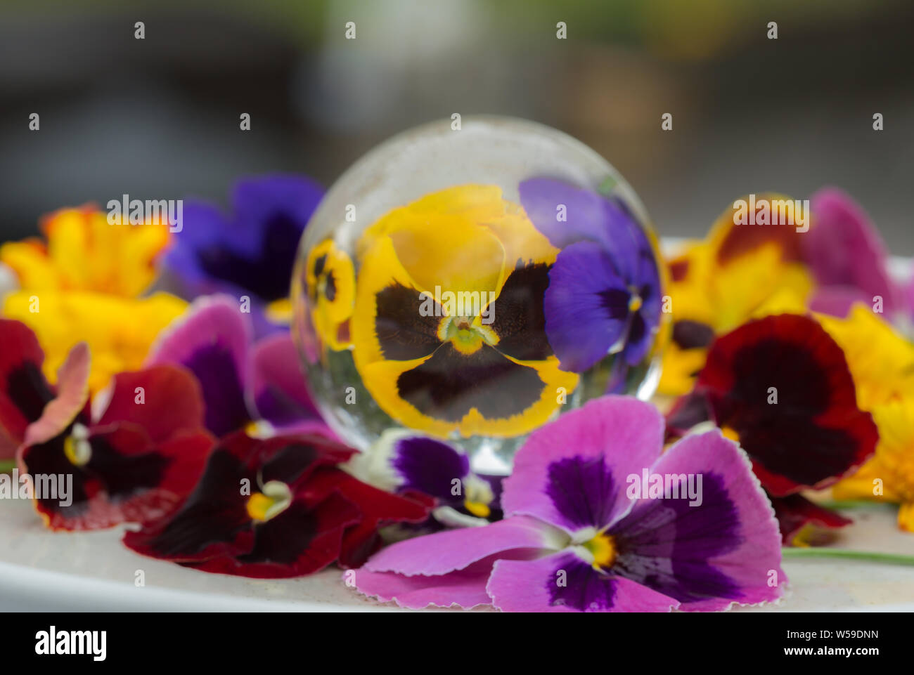 Viola Wild Pansies in Alaska Stock Photo - Alamy