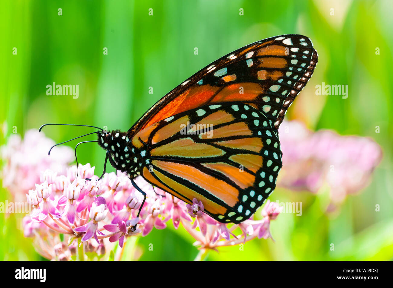 Closeup, macro shot, side-view of a Monarch butterfly collecting pollen ...