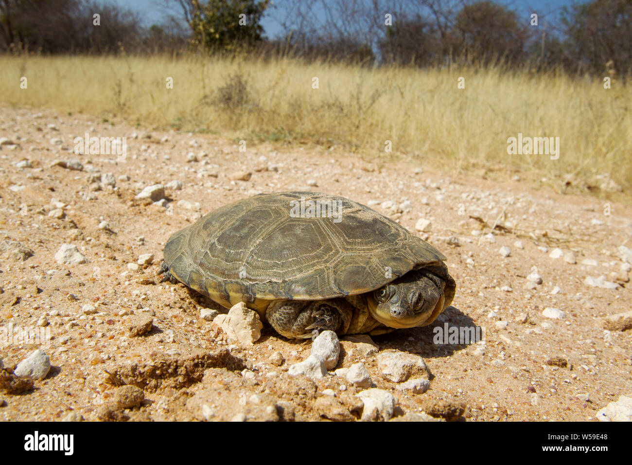Tortoise crossing the track, Northern Namibia Stock Photo - Alamy