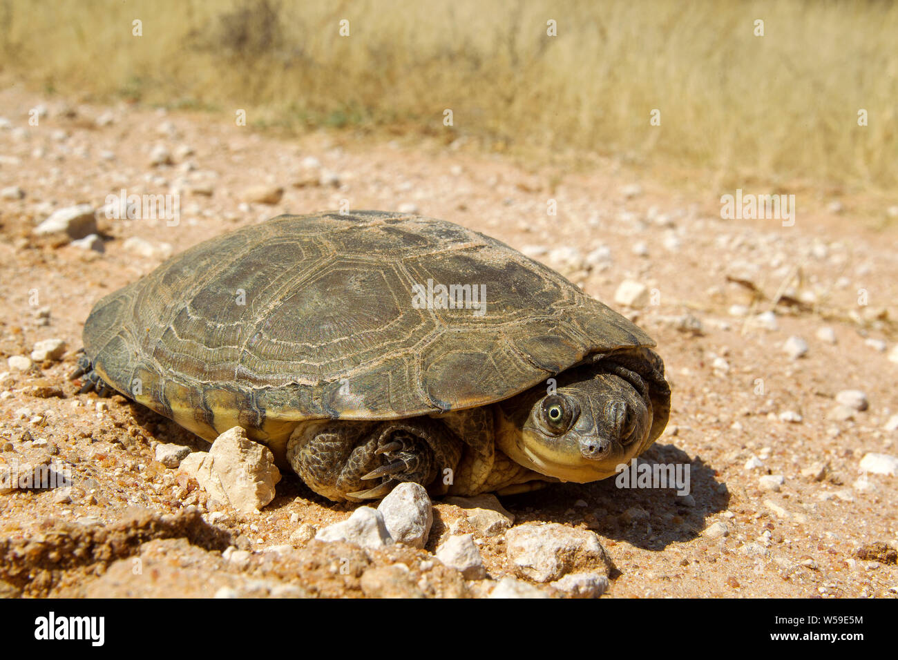 Tortoise crossing the track, Northern Namibia Stock Photo - Alamy