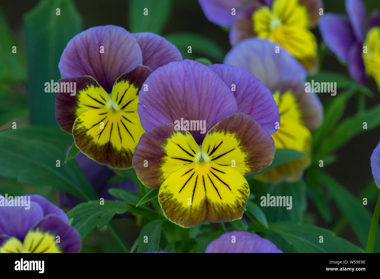 Viola Wild Pansies in Alaska Stock Photo - Alamy