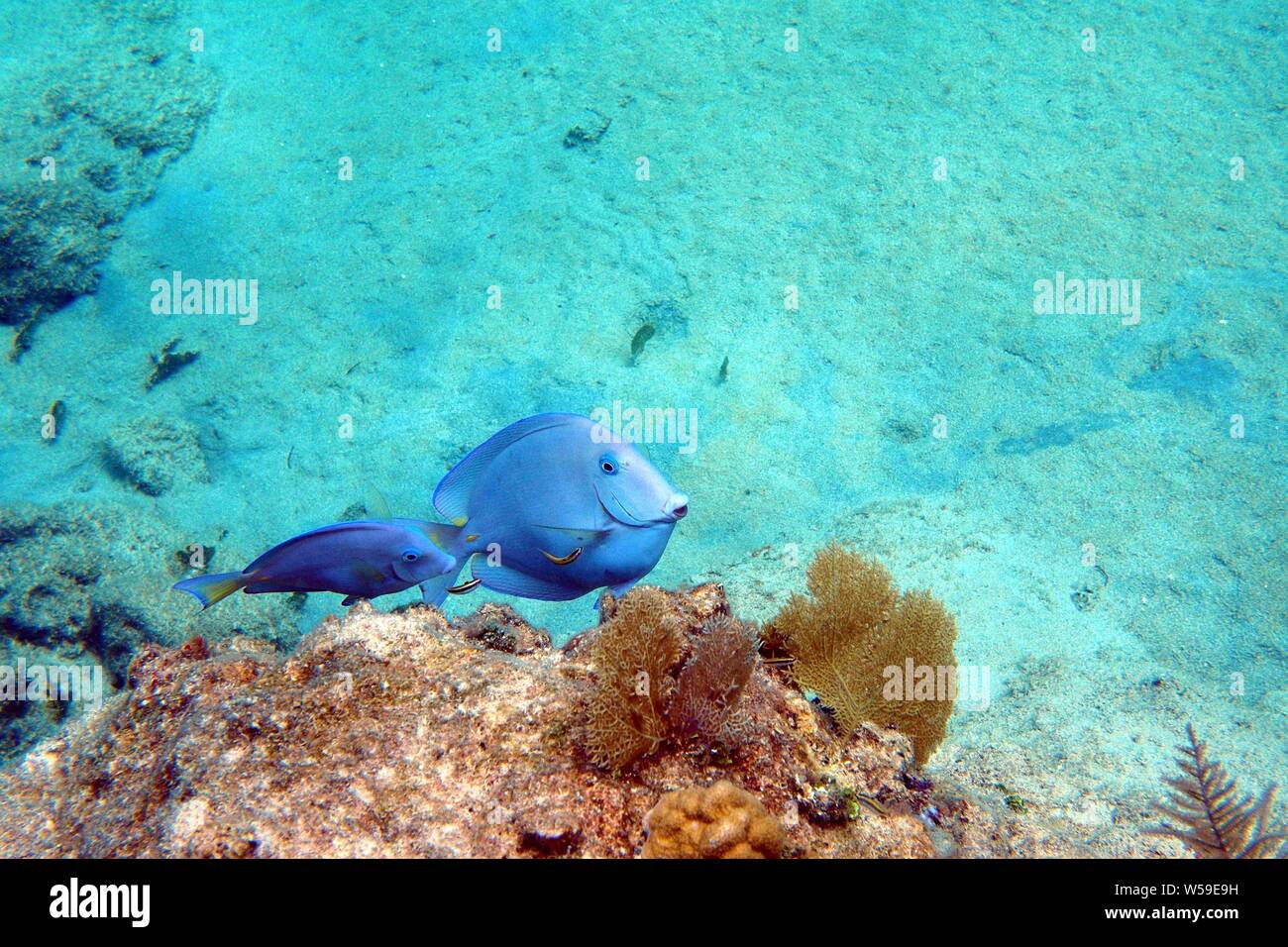 Little Polyps High Resolution Stock Photography and Images - Alamy