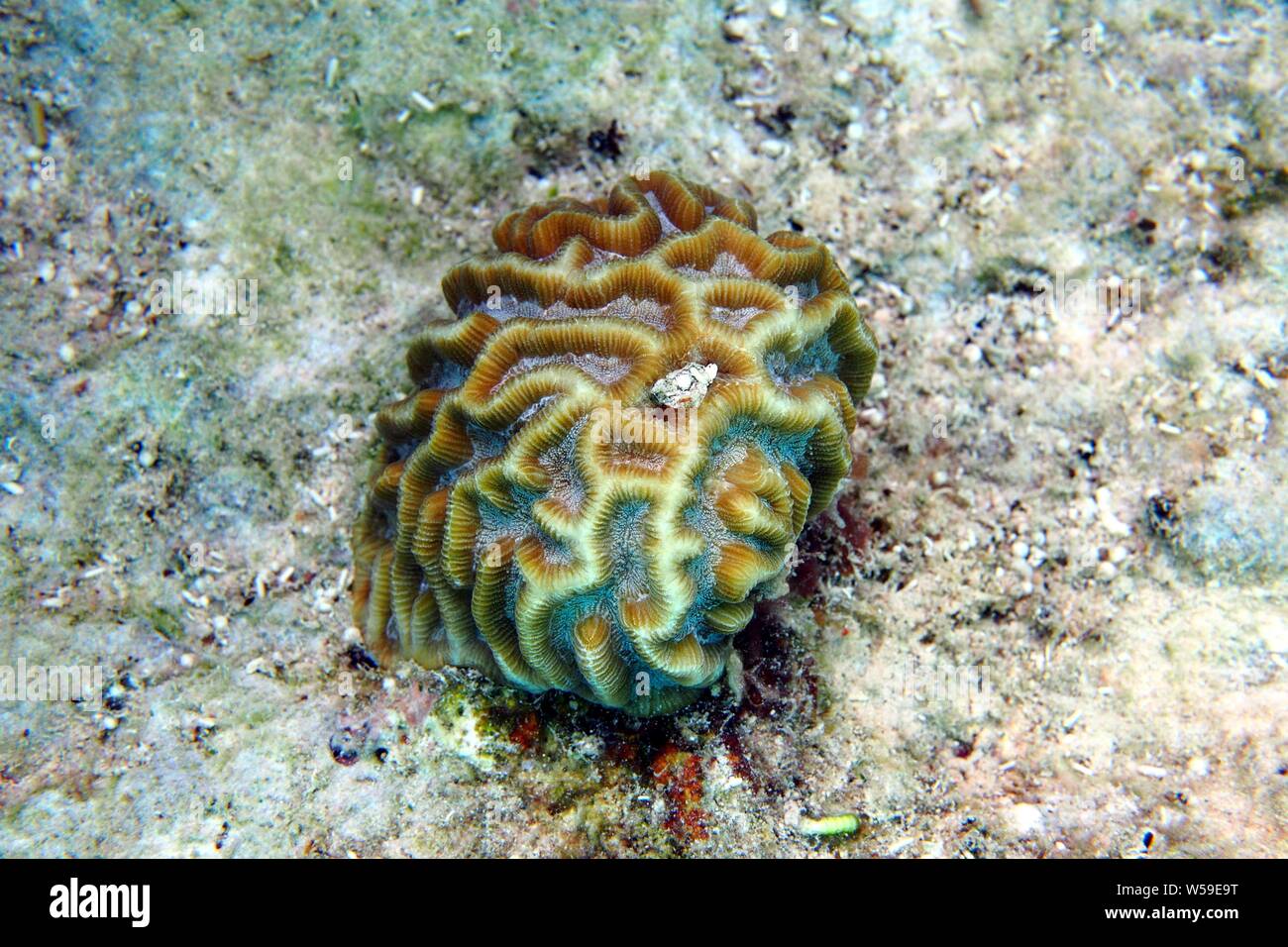 Diploria labyrinthiformis hi-res stock photography and images - Alamy