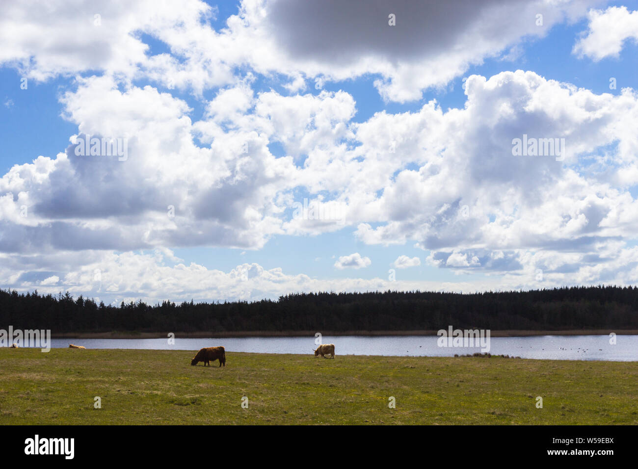Marbek lake north of Esbjerg, Jutland, Denmark Stock Photo - Alamy