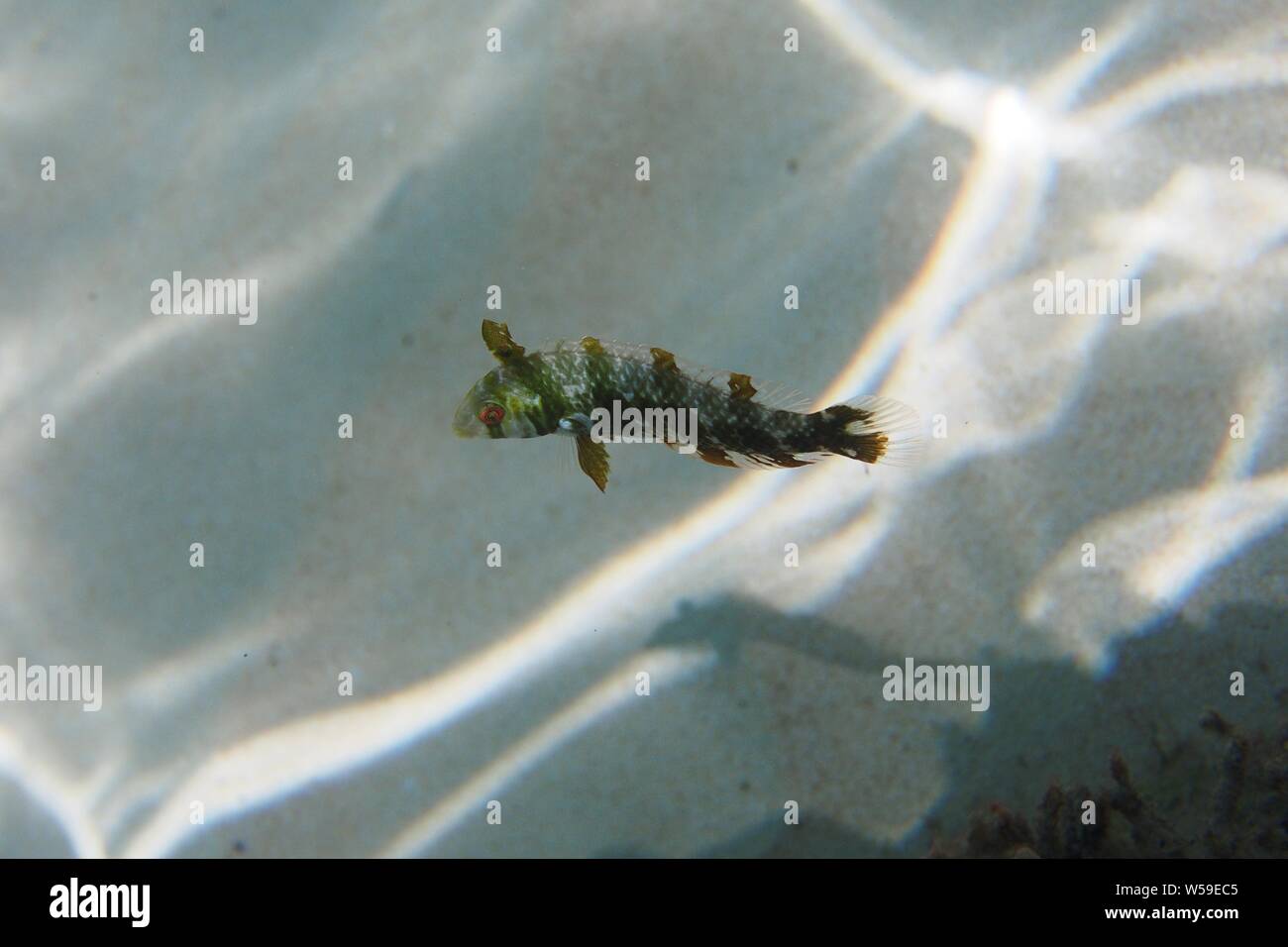 Green Razorfish (Xyrichtys splendens) juvenile hanging around a shallow ...
