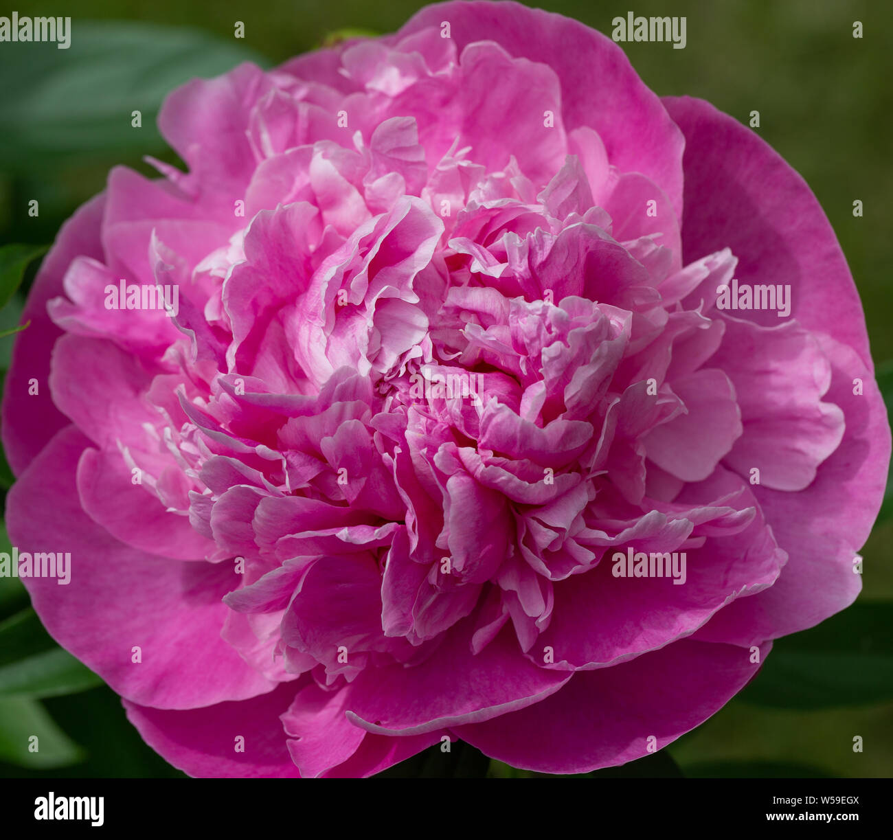 Paeonia paeony peony flower spring hi-res stock photography and images ...