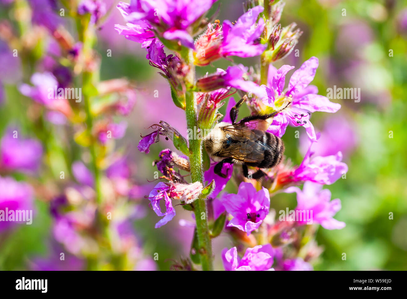 Concentrating flowers hi-res stock photography and images - Alamy