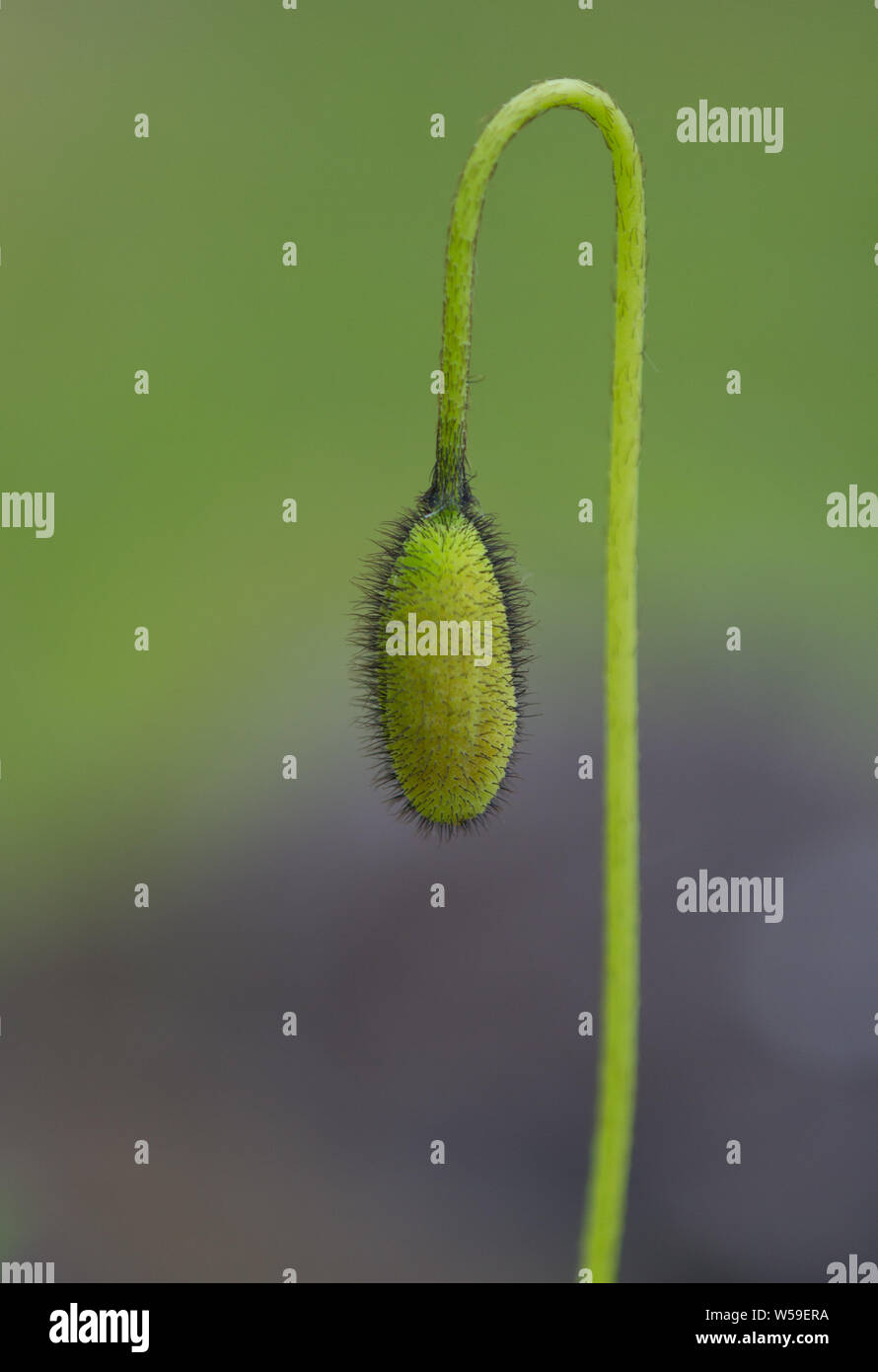 Alaska poppy hi-res stock photography and images - Alamy