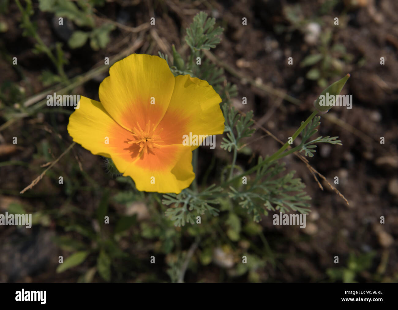Wild California poppy Stock Photo - Alamy