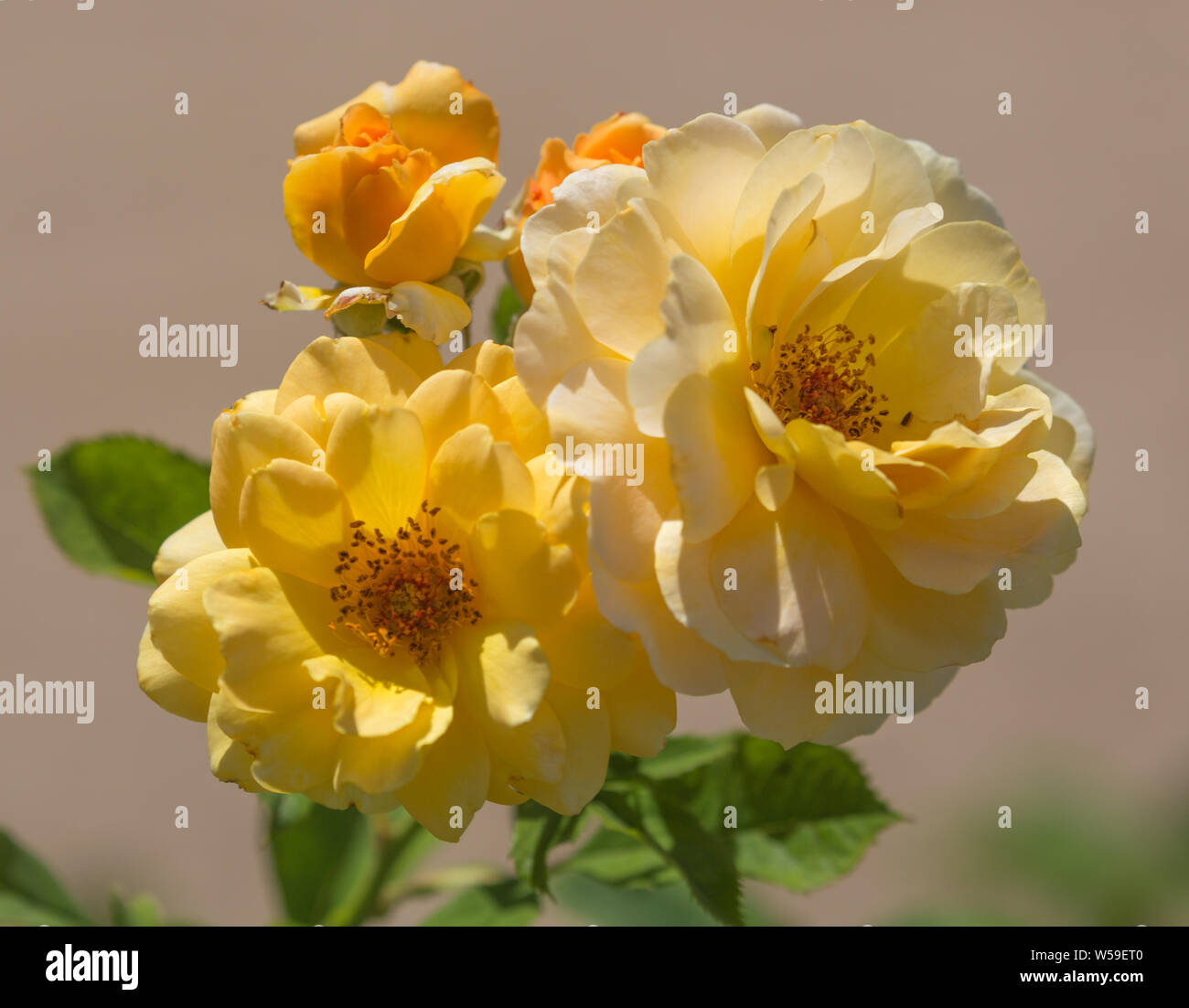 Woody yellow hi-res stock photography and images - Alamy