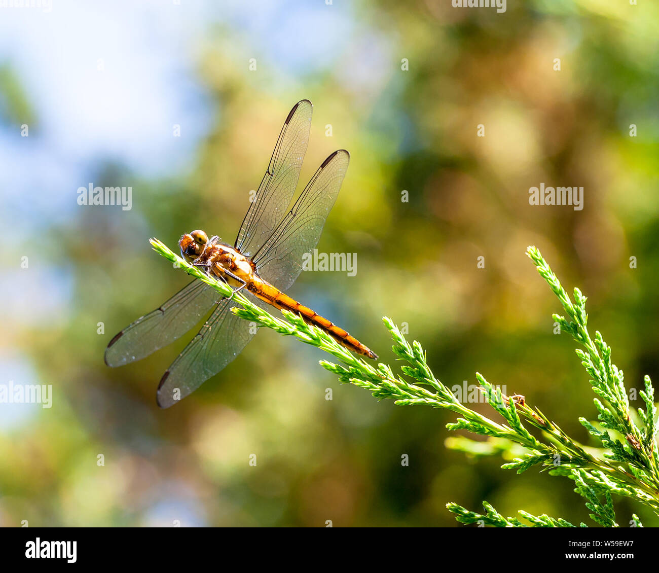 Dragonfly underneath hi-res stock photography and images - Alamy