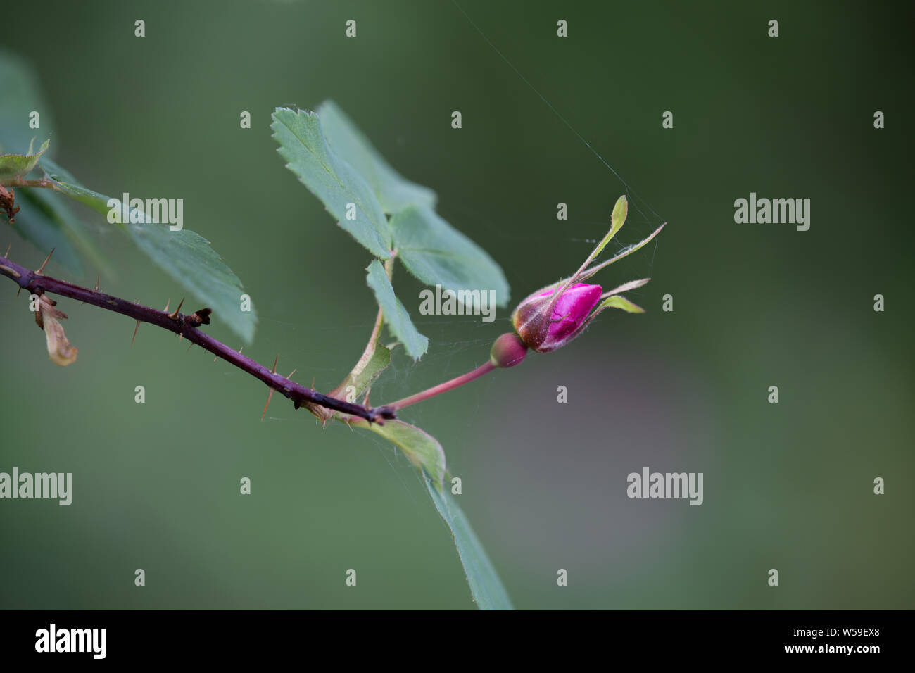 Wild Roses in Alaska Stock Photo - Alamy