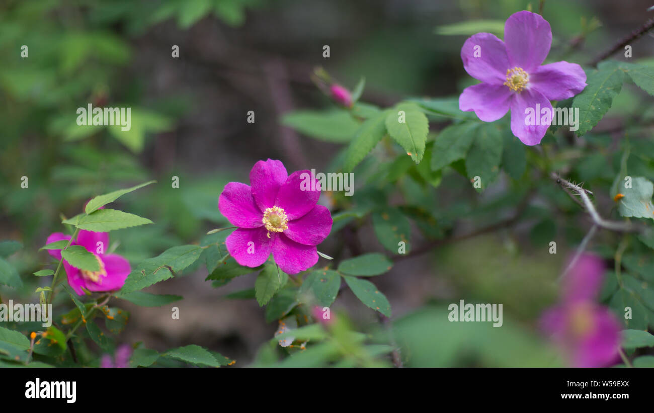 Pink wild flowers alaska hi-res stock photography and images - Alamy