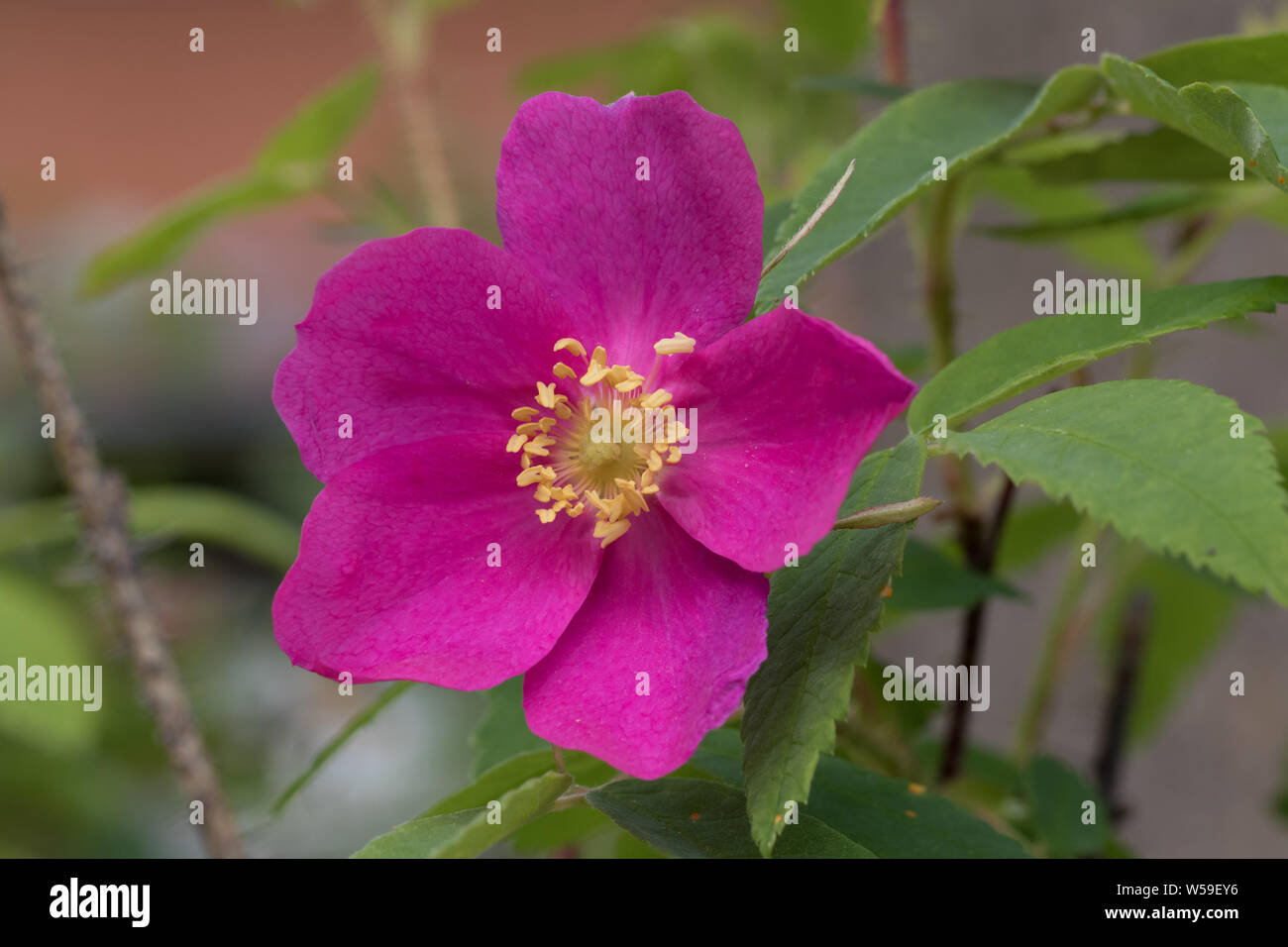 Pink wild flowers alaska hi-res stock photography and images - Alamy