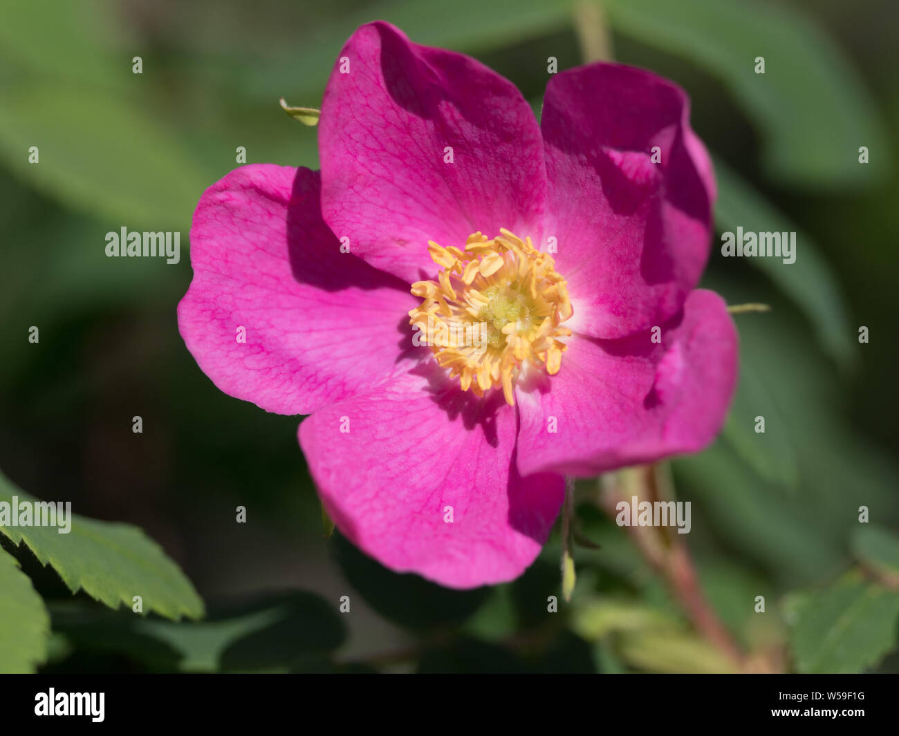 Pink Wild Flowers Alaska High Resolution Stock Photography and Images ...