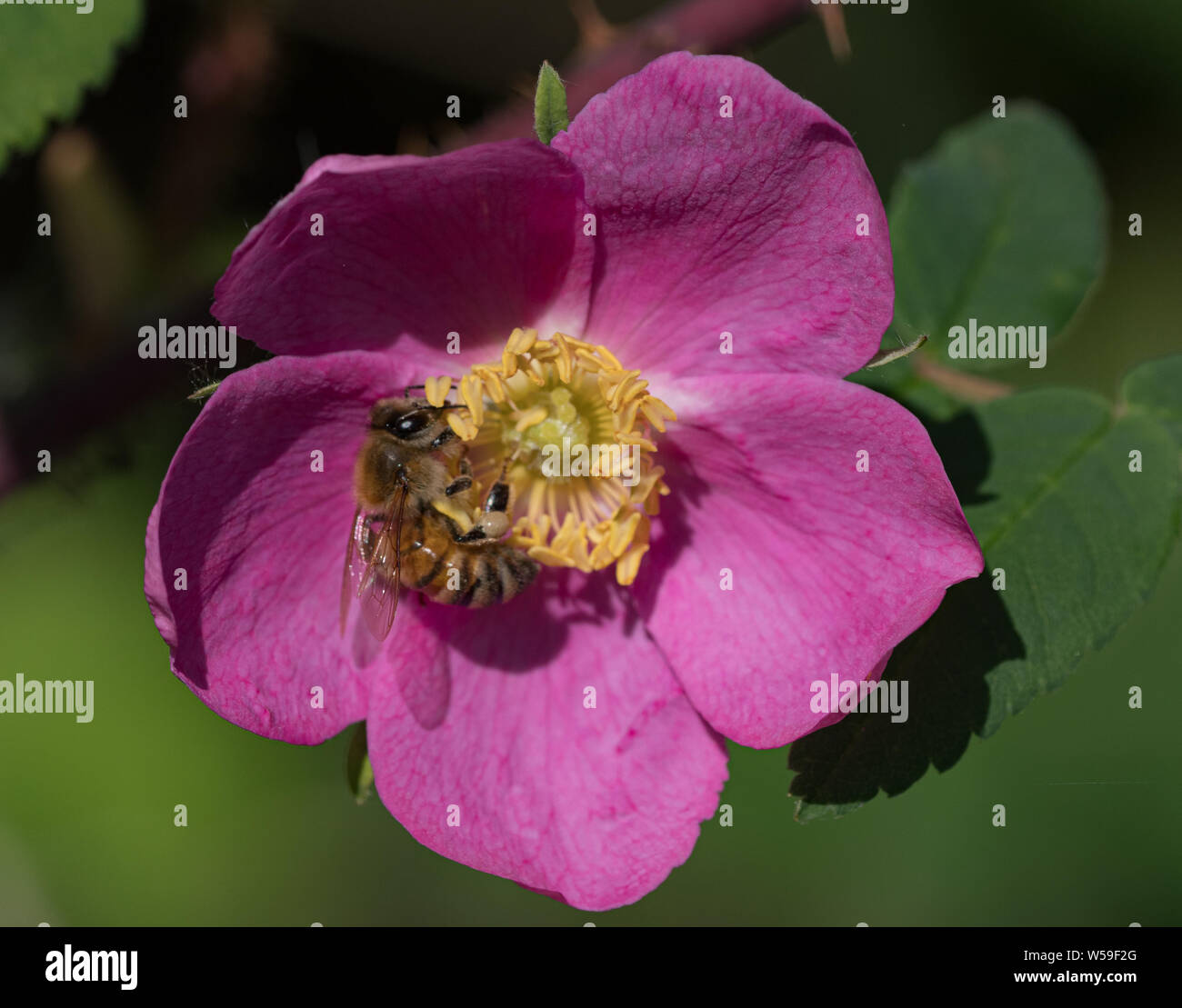 Pink wild flowers alaska hi-res stock photography and images - Alamy