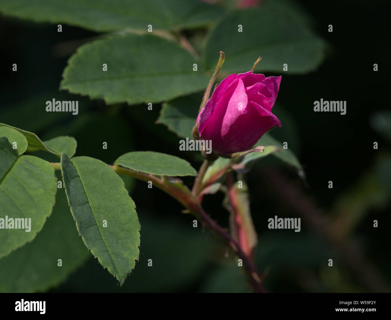 Wild Roses in Alaska Stock Photo - Alamy