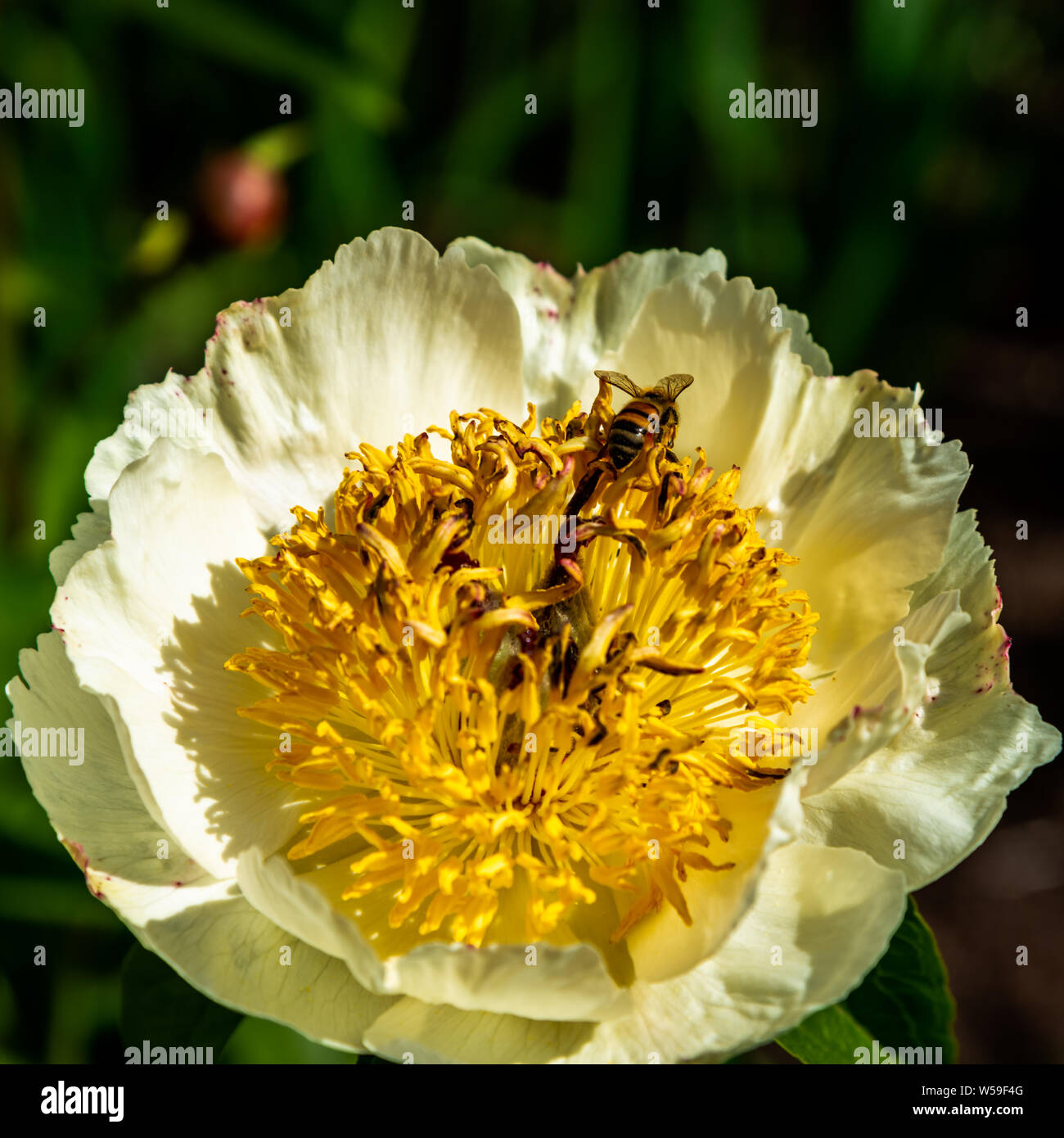 Close-up white peony flower with the bees inside Stock Photo - Alamy