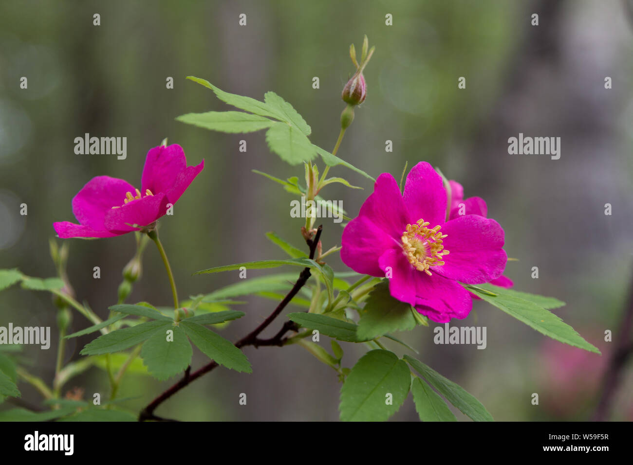 Wild Roses in Alaska Stock Photo - Alamy