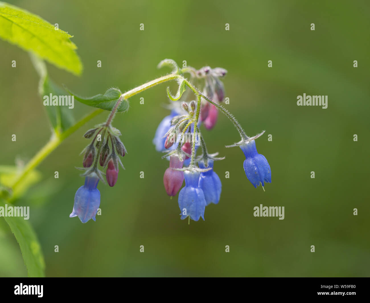 Common bluebell bloom flower hi-res stock photography and images - Alamy