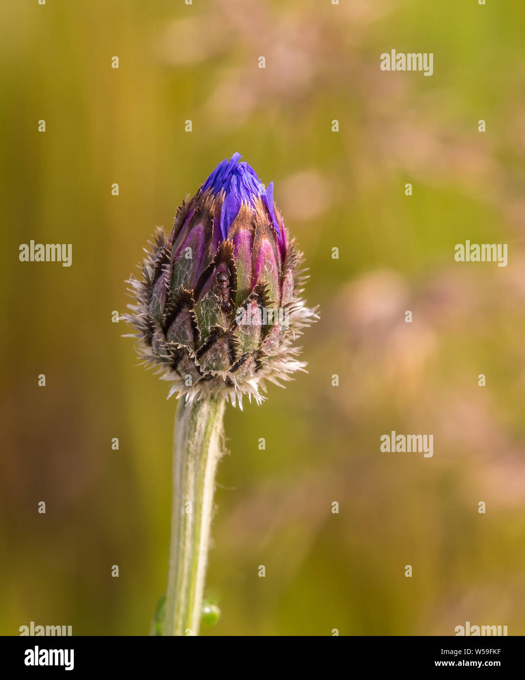 Alaska pea hi-res stock photography and images - Alamy