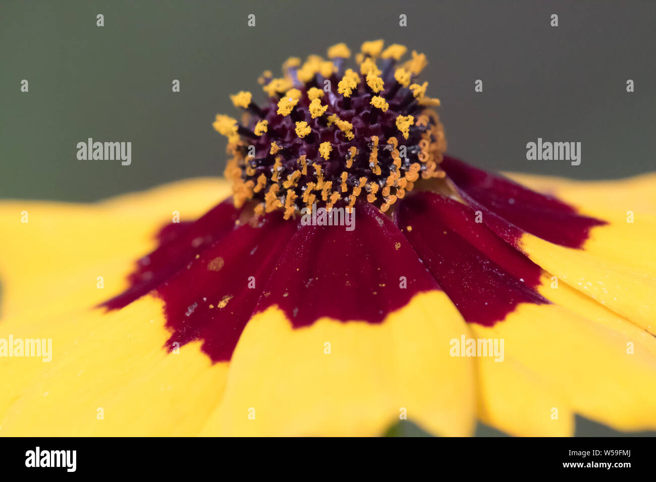 Black-eyed Susan Wildflower Macro Stock Photo - Alamy