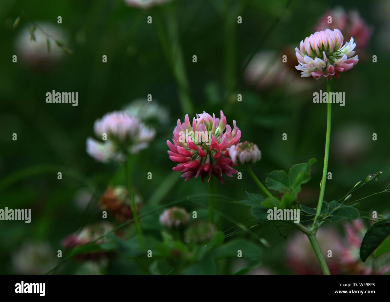 Cow clover hi-res stock photography and images - Alamy
