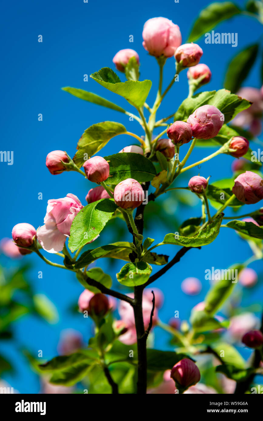 Apple tree buds hi-res stock photography and images - Alamy