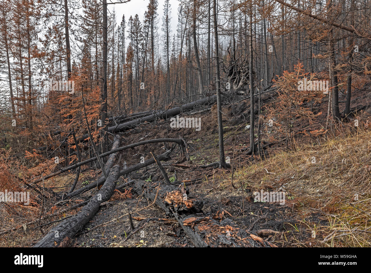 Forest Fire Snags in Kootenay National Park, British Columbia, Canada ...